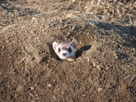 Lower Brule Sioux Tribe Department of Wildlife, Fish & Recreation ...