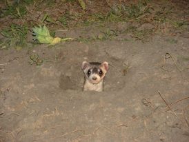 Lower Brule Sioux Tribe Department of Wildlife, Fish & Recreation ...